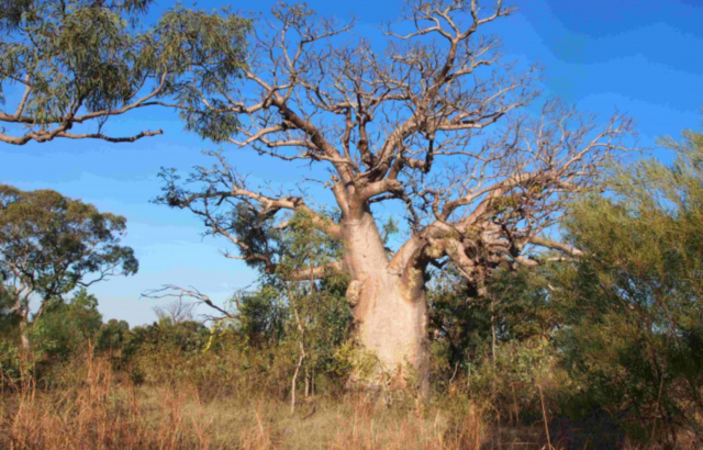 Kimberley trees to tell their tales - Australian Seniors News