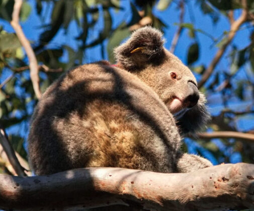 Two more koalas call Brisbane home - Australian Seniors News